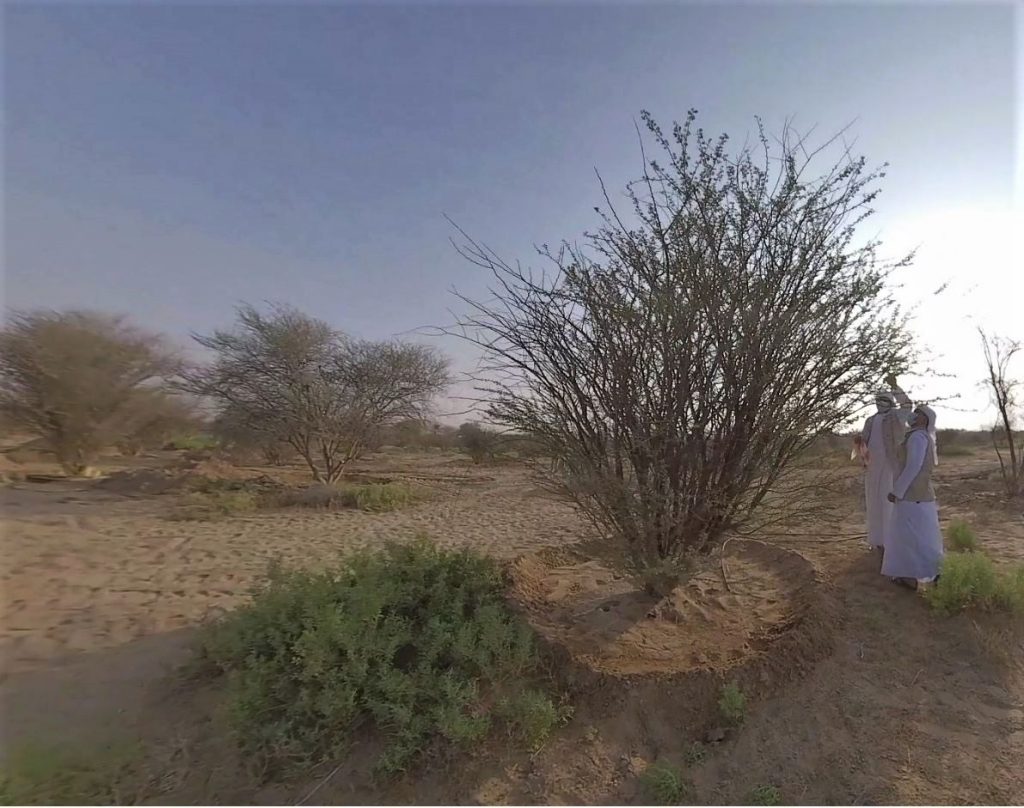 Planting local Samar trees